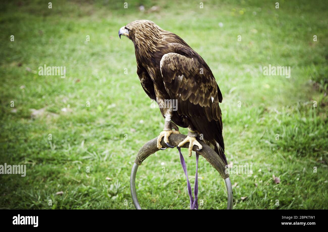 Angry bald eagle haliaeetus leucocephalus hi-res stock photography and ...