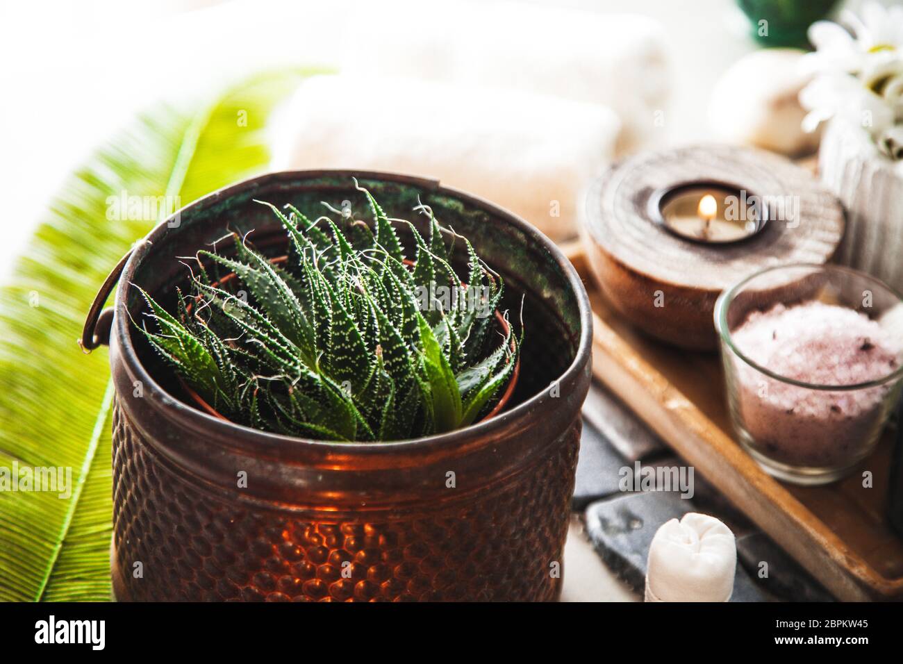 Spa and wellness. Spa products in natural setting Close up of aloe vera ...