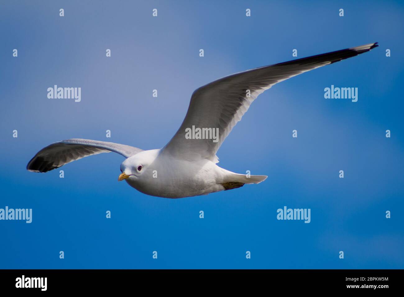 A seagull is flying over the sea Stock Photo - Alamy
