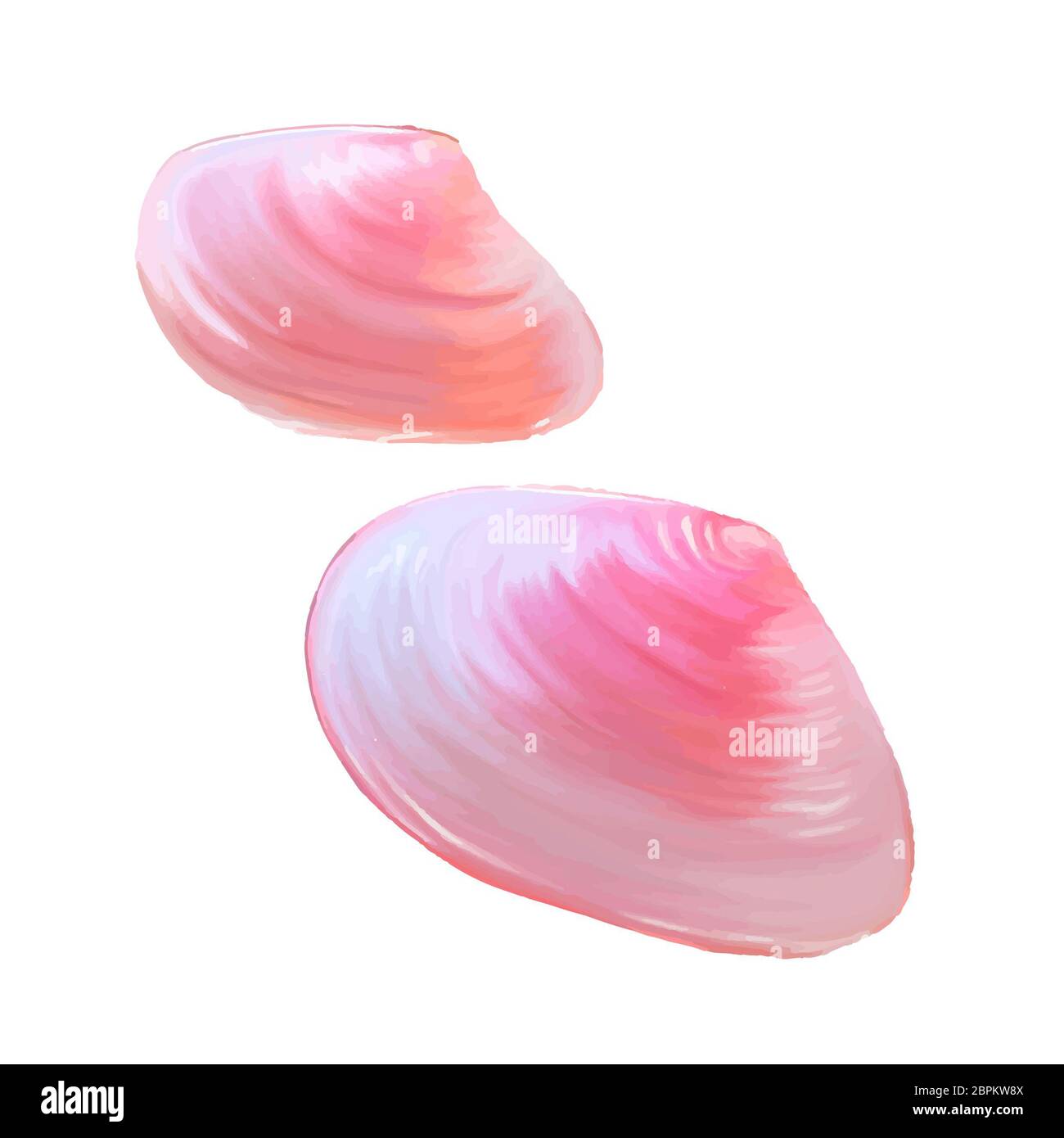 Pink seashells Cut Out Stock Images & Pictures - Alamy