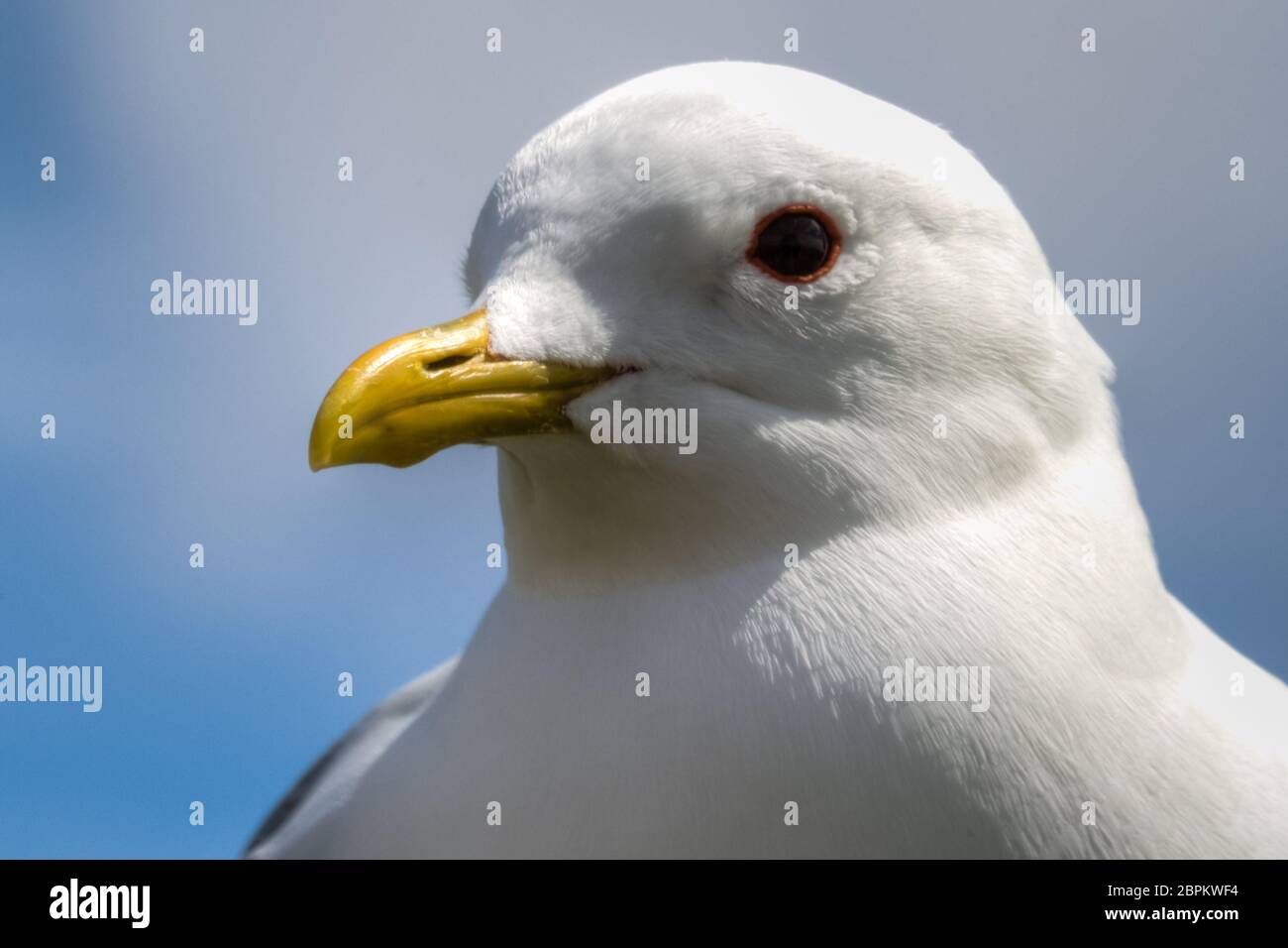 Flying seagull drawing hi-res stock photography and images - Alamy
