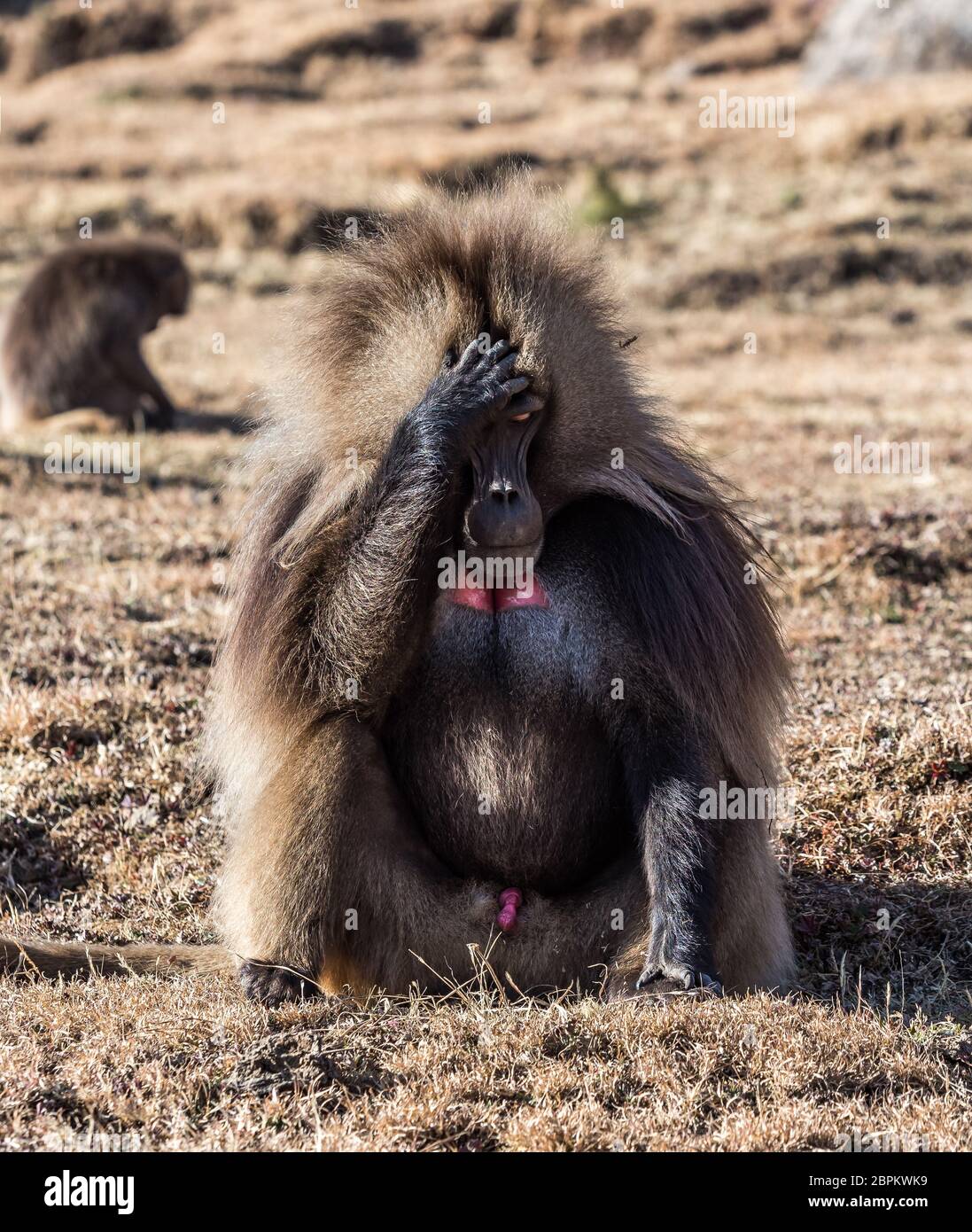 Geladas Theropithecus Gelada High Resolution Stock Photography and ...
