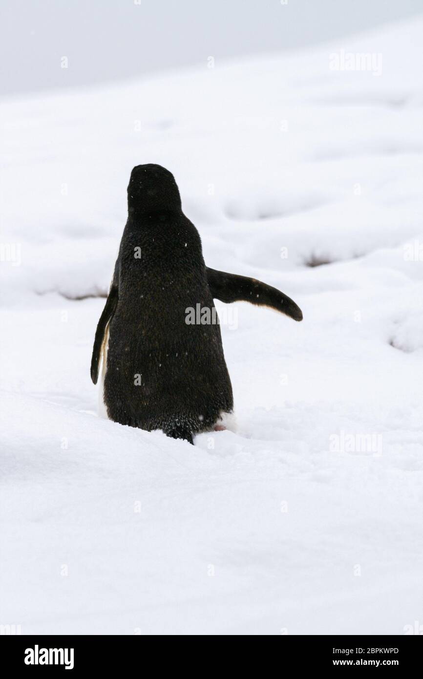 Pointing penguin hi-res stock photography and images - Alamy
