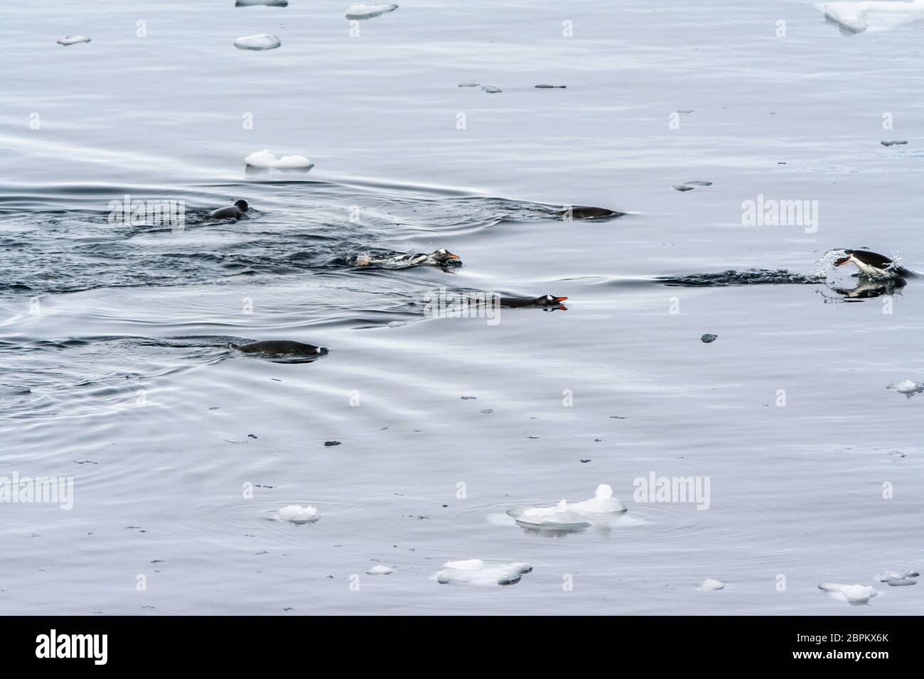 Swimming and skimming hi-res stock photography and images - Alamy