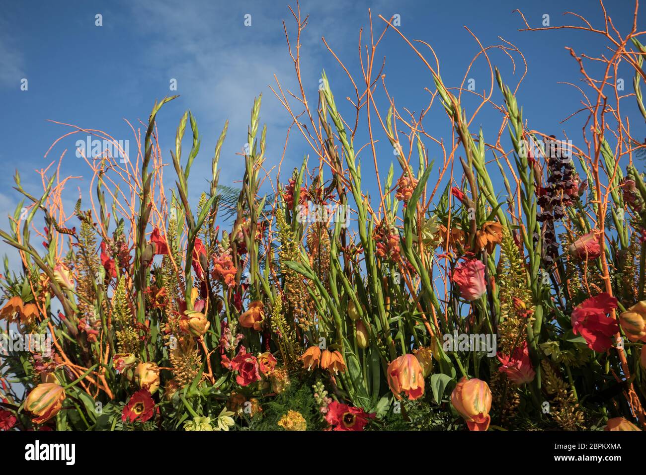 Floristic decoration with tropical flowers against a blue sky Stock ...
