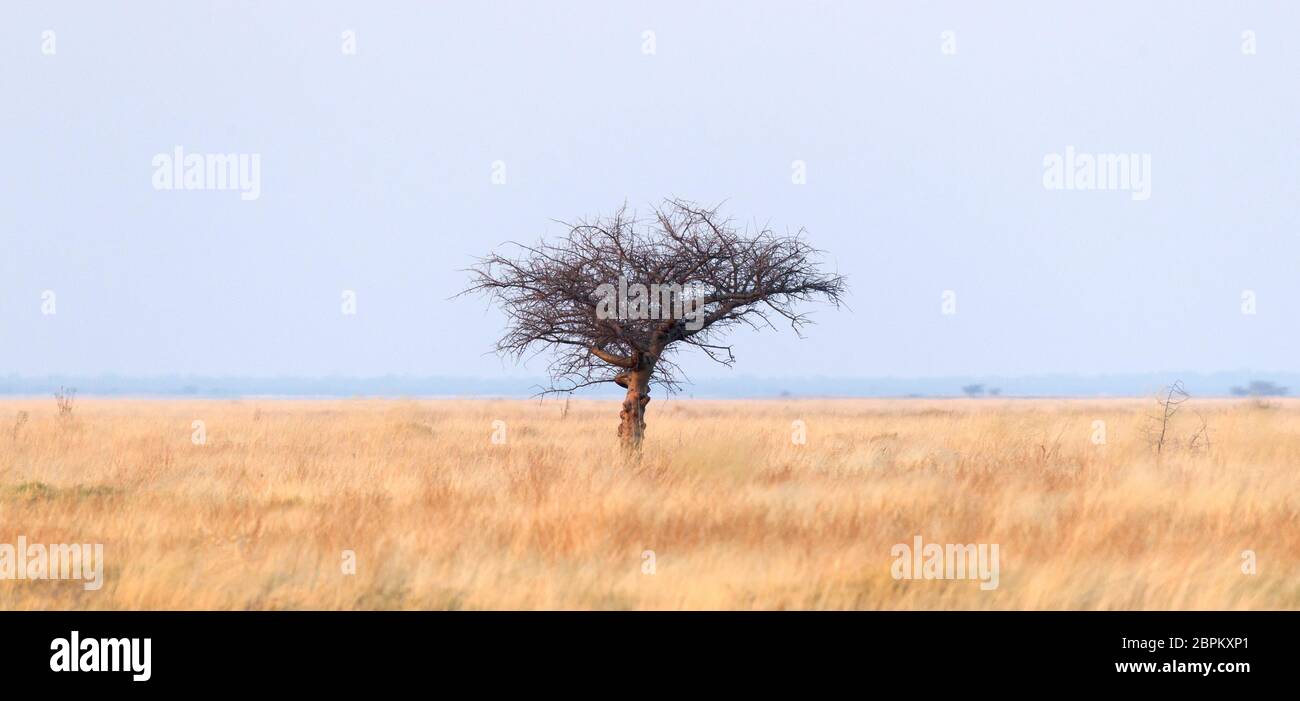 Kalahari fence hi-res stock photography and images - Alamy