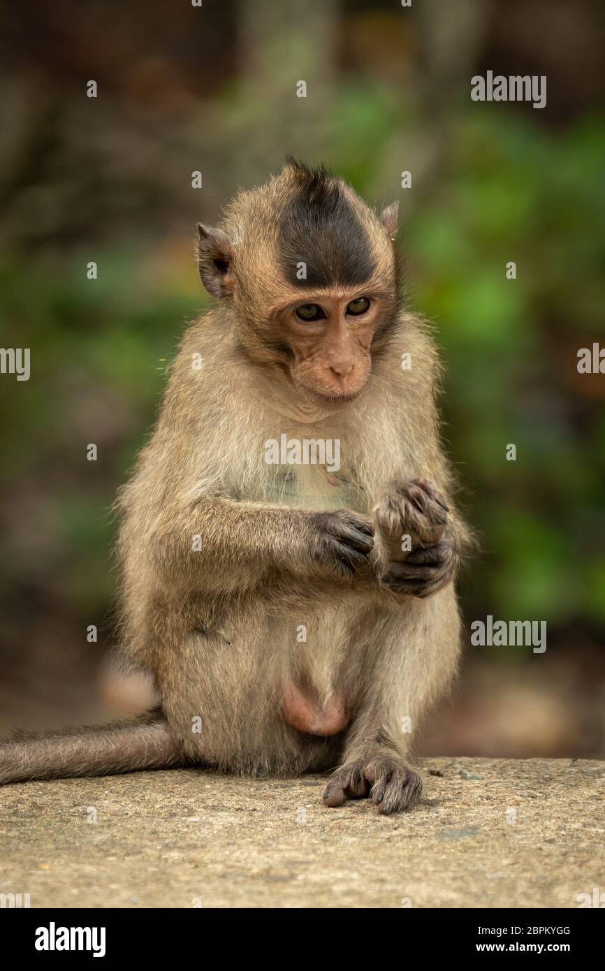 Baby long-tailed macaque grooming foot on wall Stock Photo - Alamy