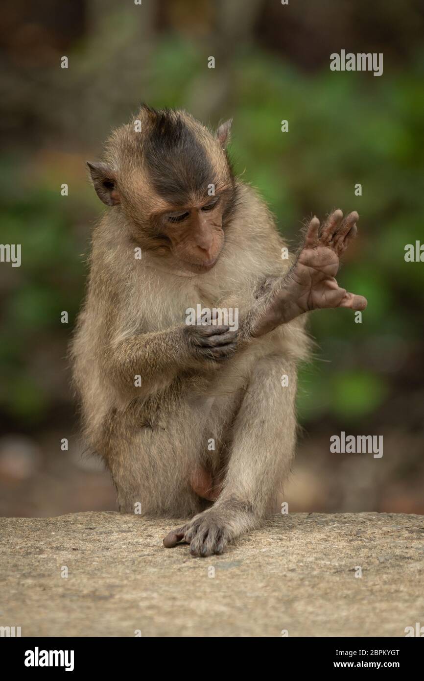 Baby long-tailed macaque grooming leg on wall Stock Photo - Alamy