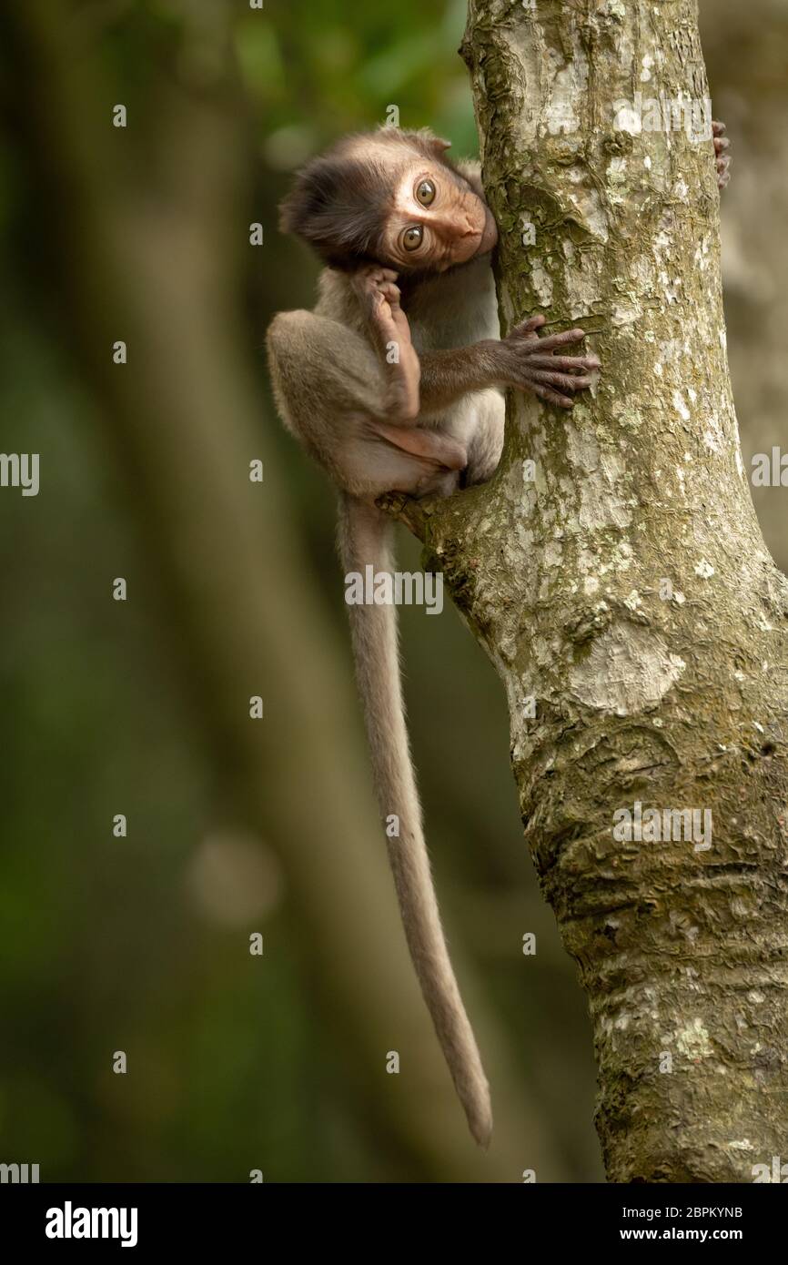 Scratches Head High Resolution Stock Photography and Images - Alamy