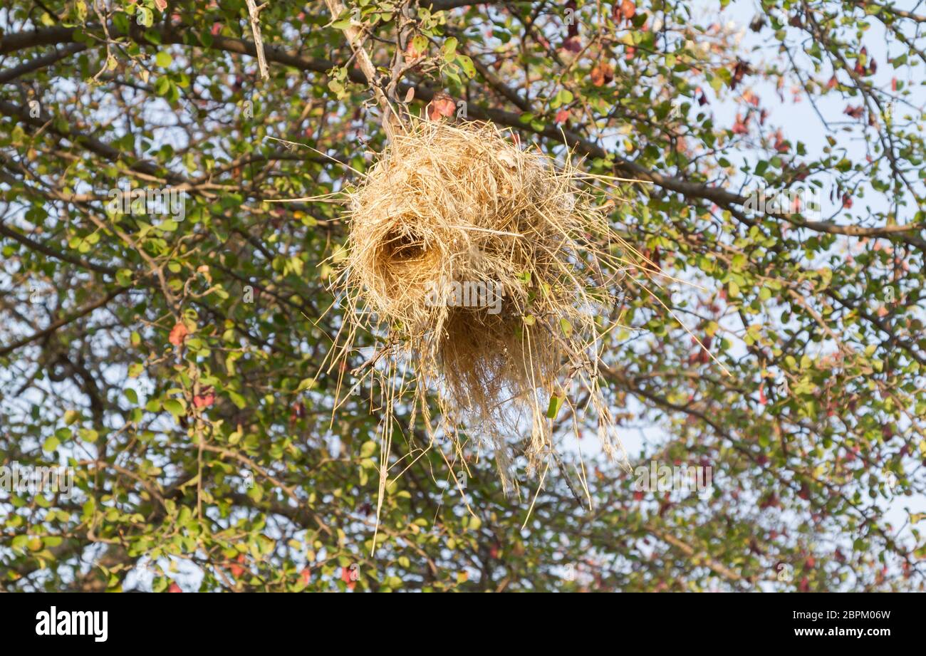 Female weaver bird in nest hi-res stock photography and images - Alamy