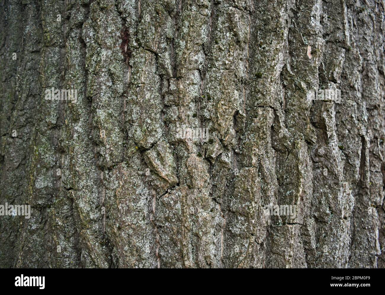 Big tree bark, close up view Stock Photo - Alamy