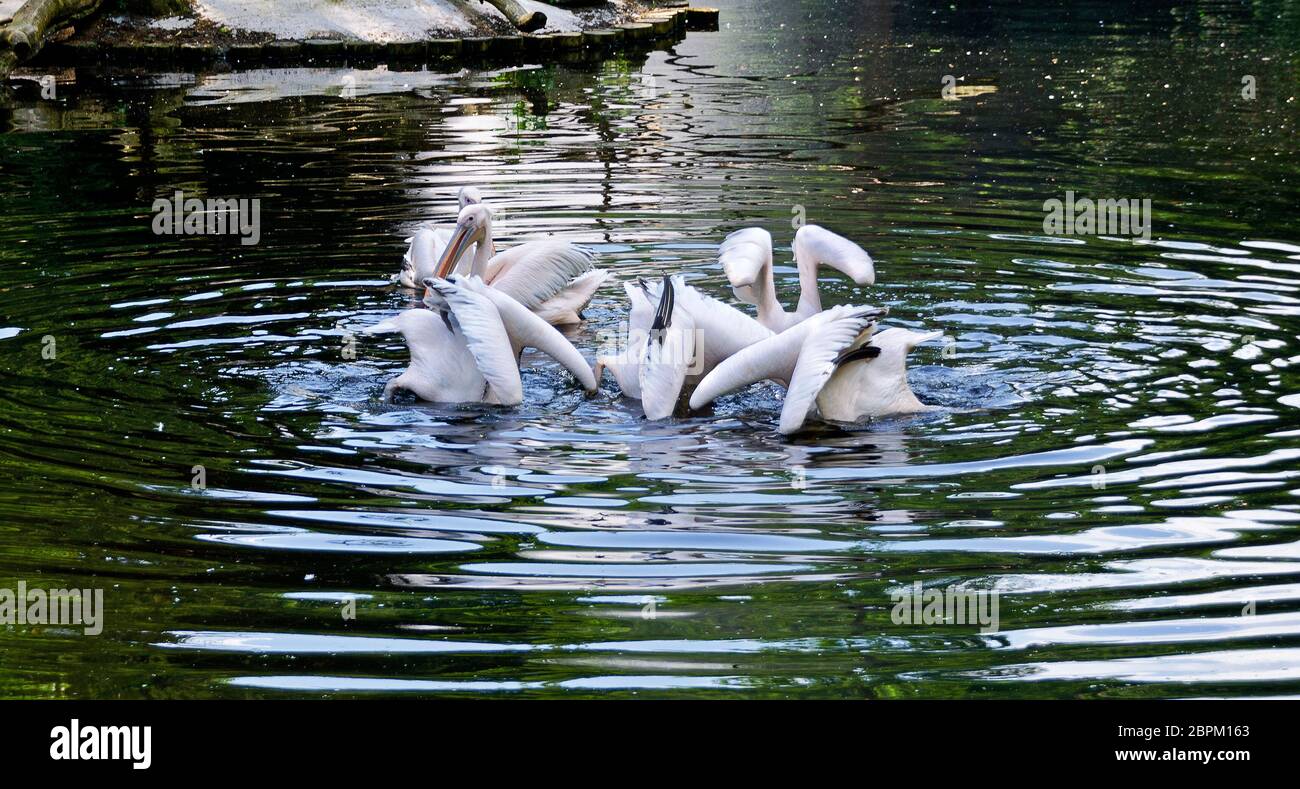 Dark pond hi-res stock photography and images - Alamy