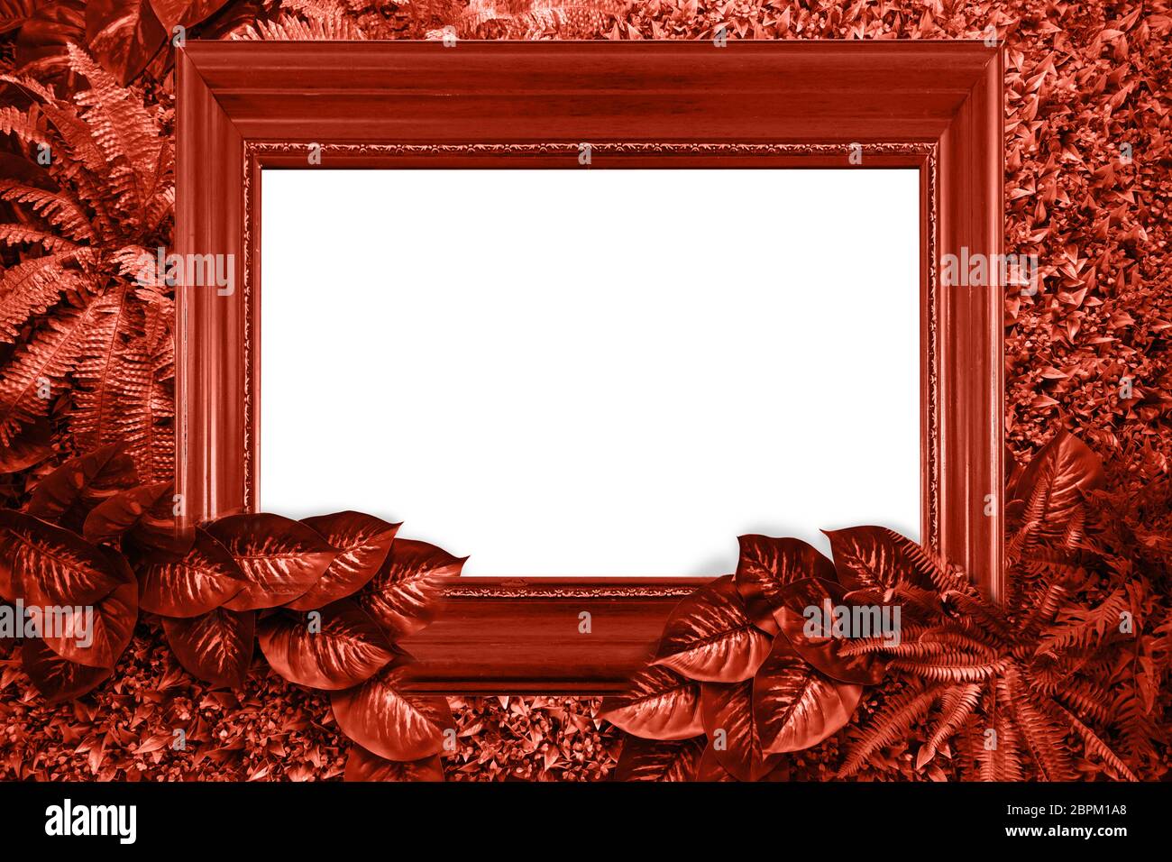 Living coral color background from leaves and white blank for your ...