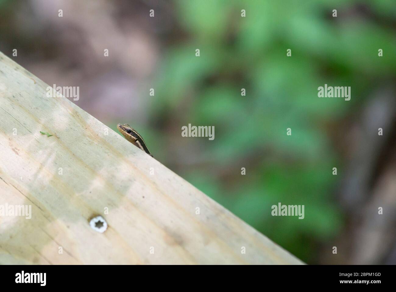 Scurrying High Resolution Stock Photography and Images - Alamy