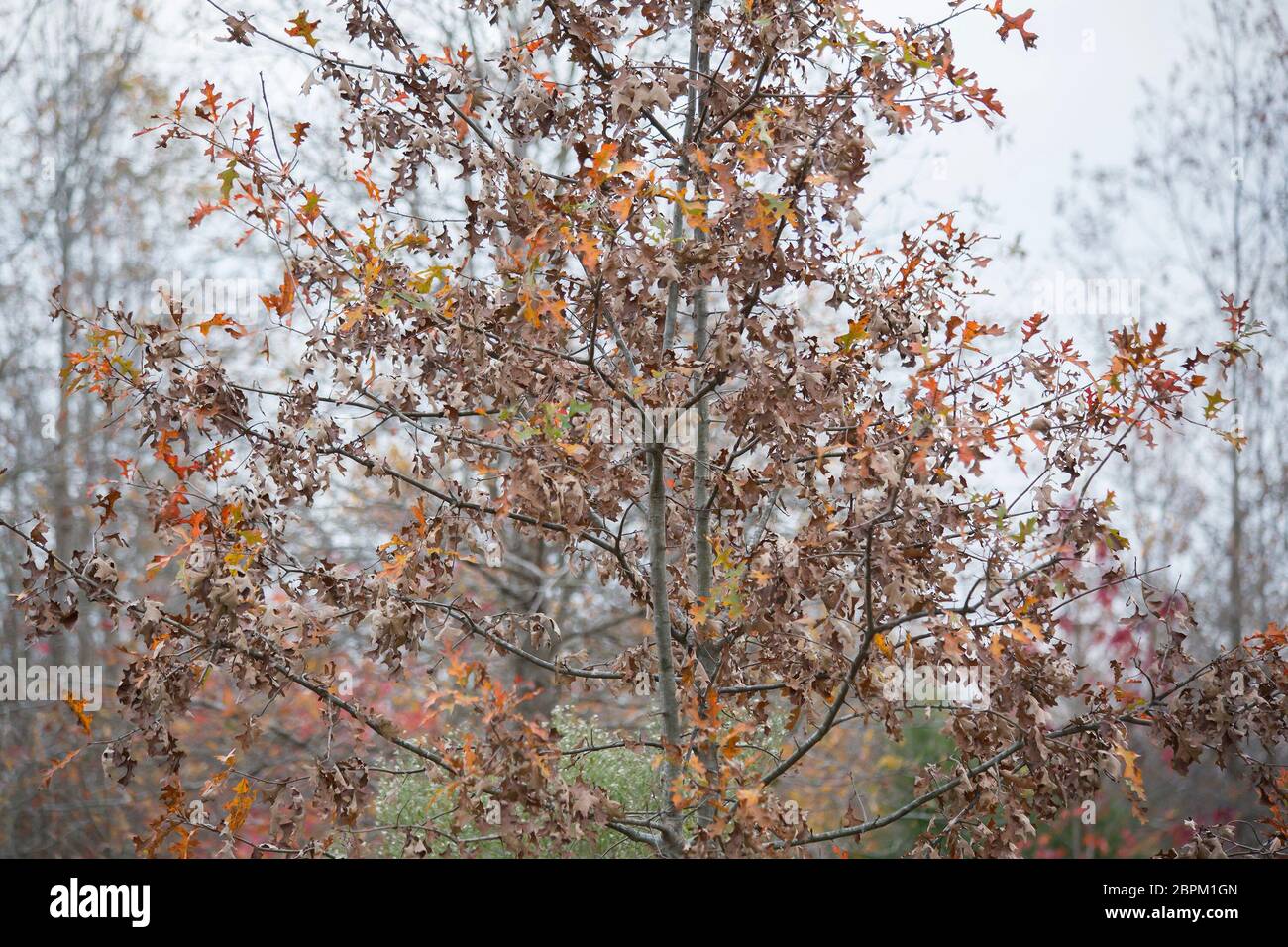 Deciduous trees losing leaves hi-res stock photography and images - Alamy