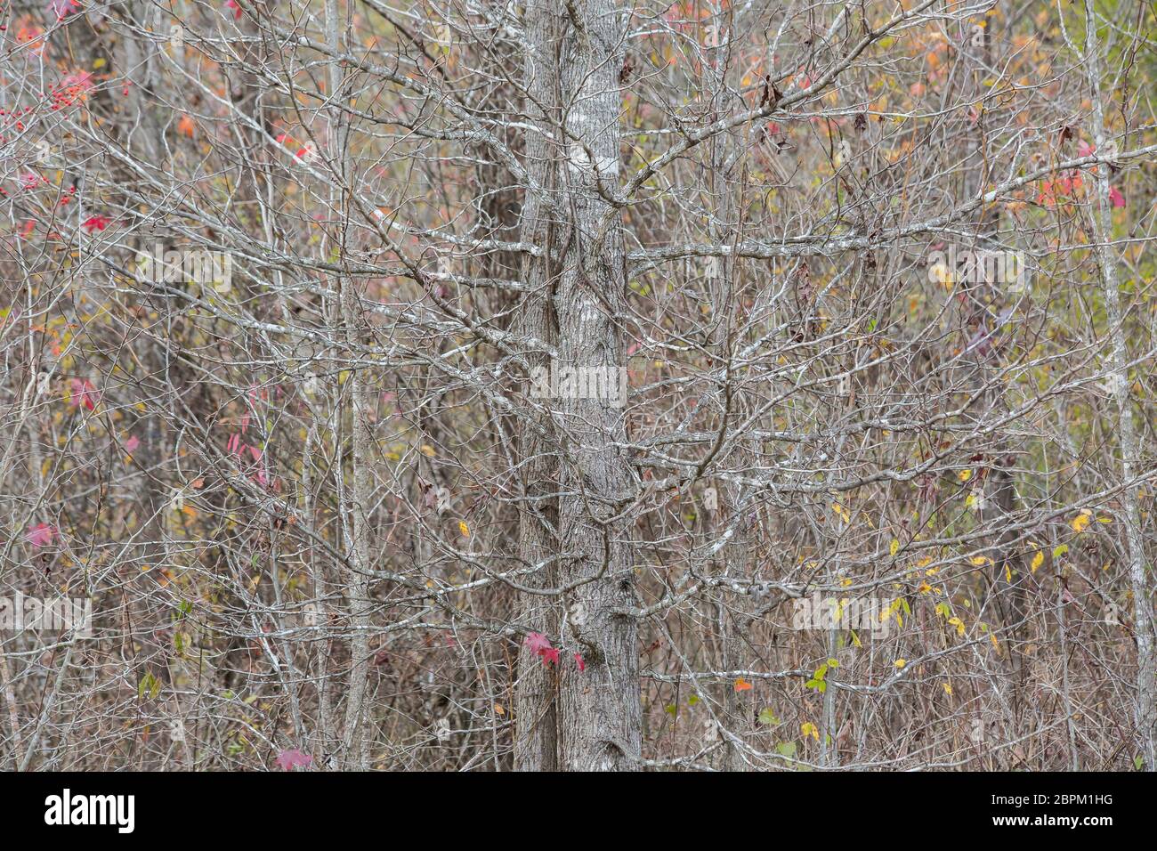 Deciduous trees losing leaves hi-res stock photography and images - Alamy