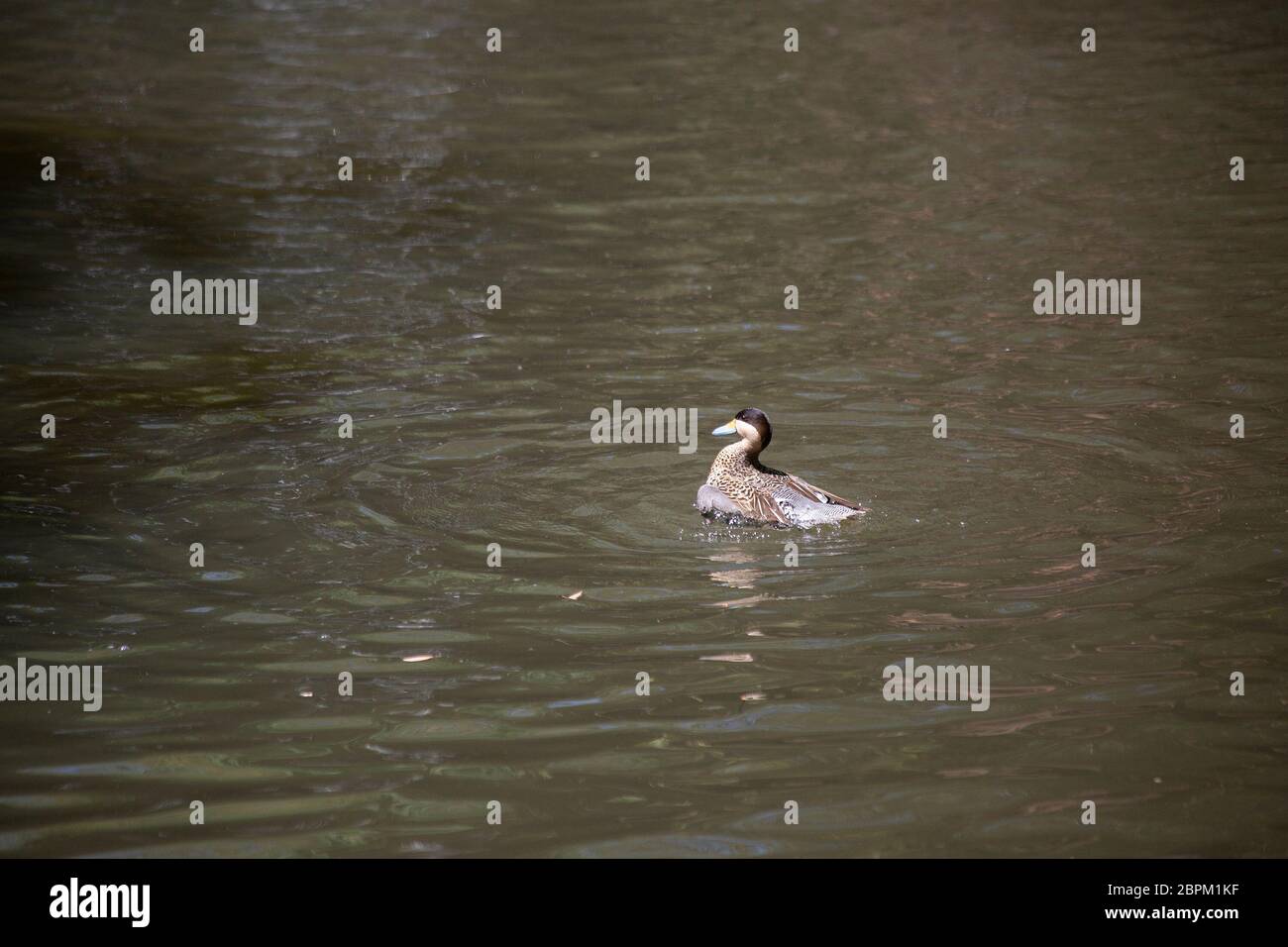 South american silver teal hi-res stock photography and images - Alamy