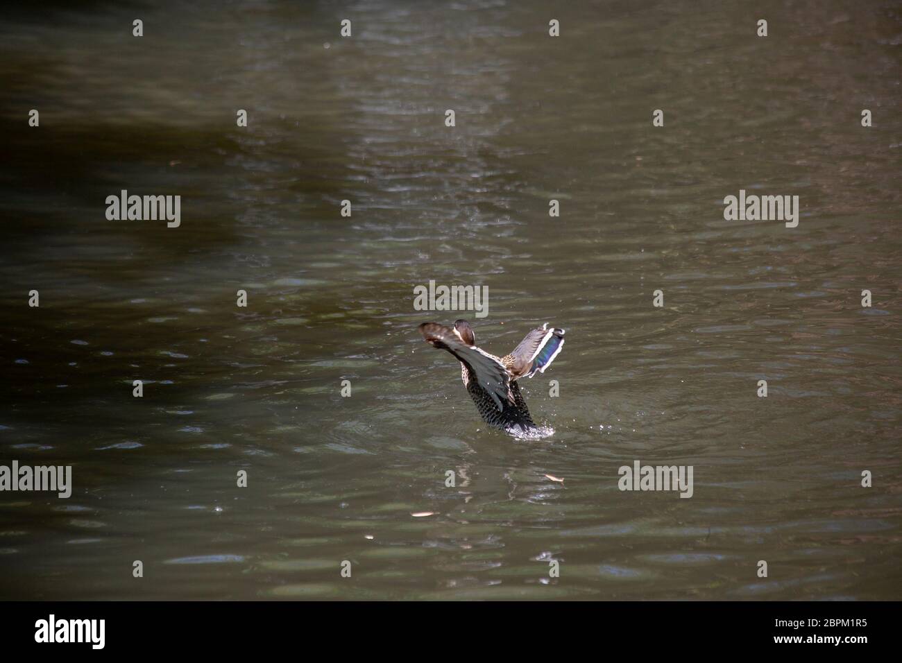 Silver teal (Anas versicolor) duck drake taking off from pond Stock ...