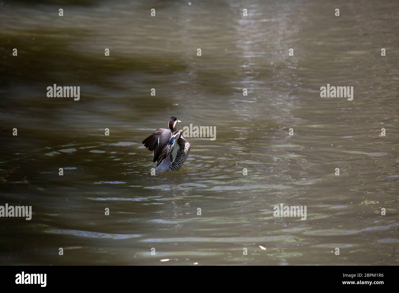 Silver teal (Anas versicolor) duck drake taking off from pond Stock ...