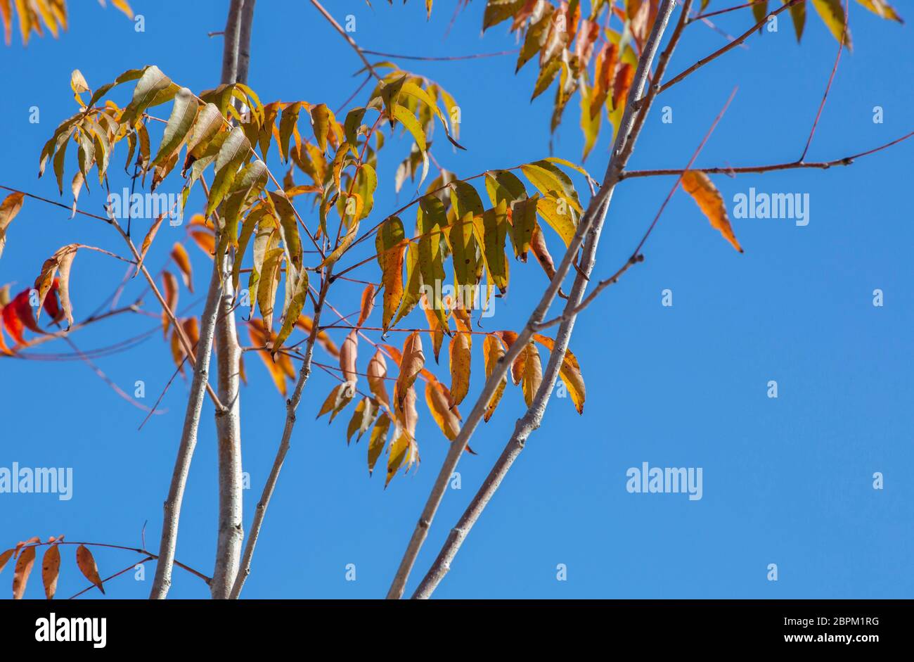 Close up of leaves changing colors during the late fall season Stock ...