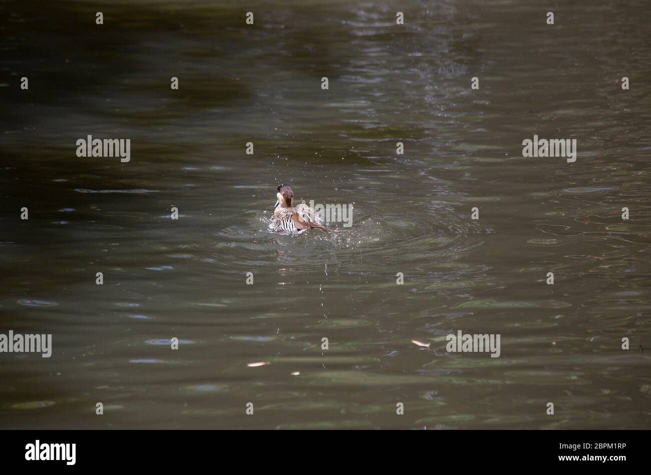 Silver teal (Anas versicolor) duck drake swiming in pond Stock Photo ...