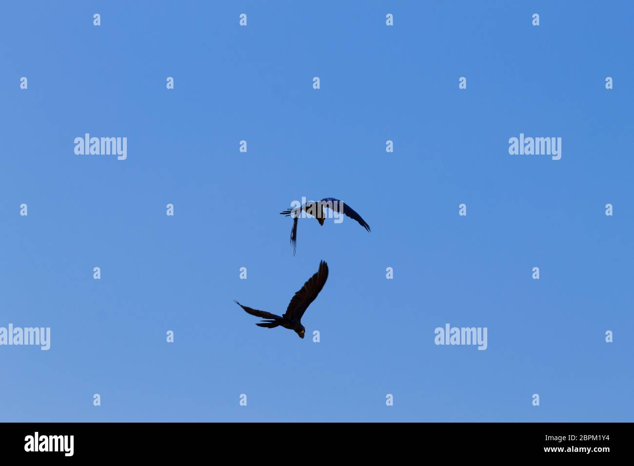 Couple of Hyacinth macaw from Pantanal, Brazil. Brazilian wildlife ...