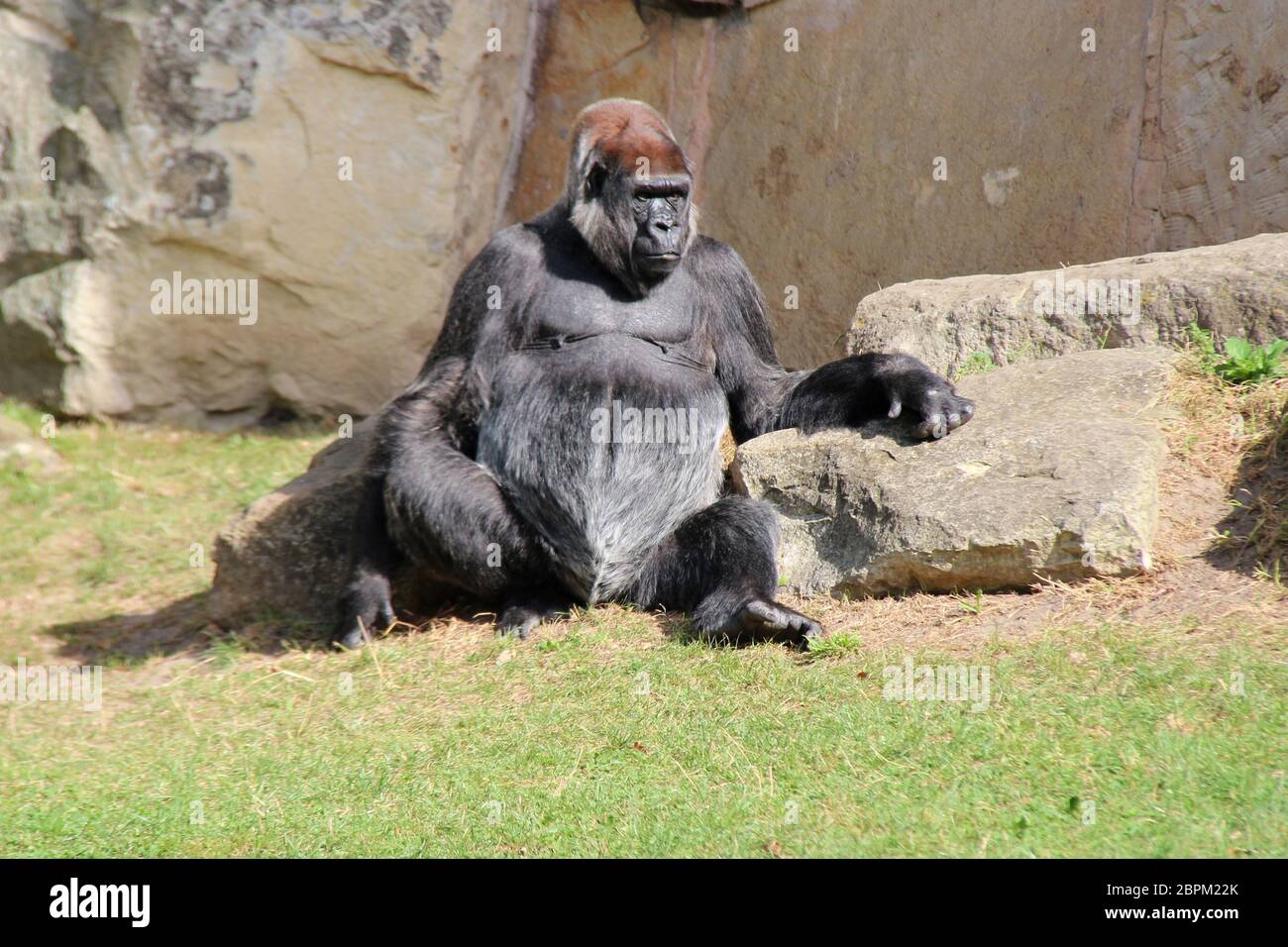 gorilla in a zoo in berlin (germany Stock Photo - Alamy