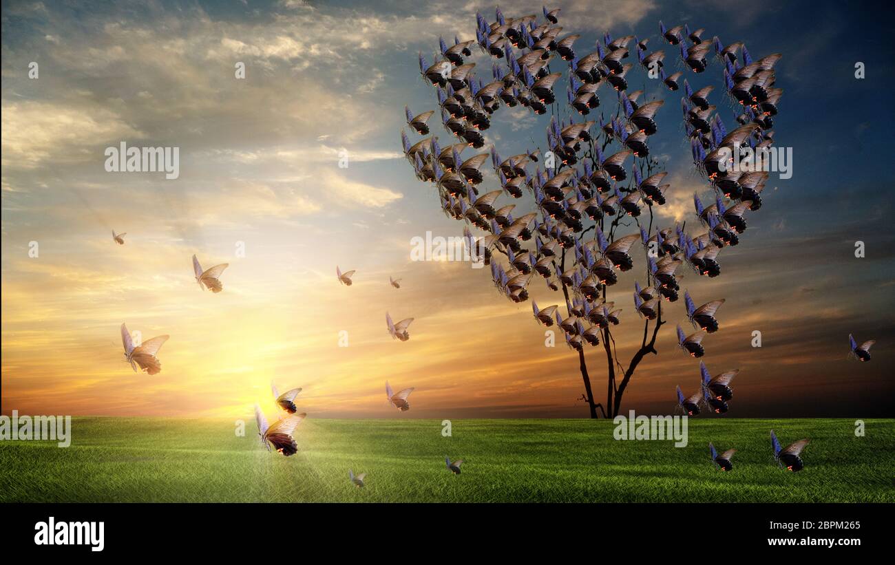 The butterfly heart shaped tree at sunset with nice sky sunset Stock ...