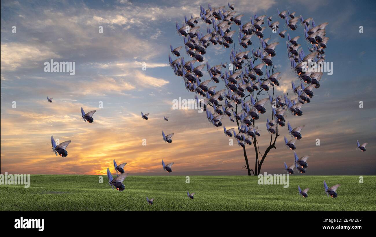 Butterfly heart shaped tree hi-res stock photography and images - Alamy