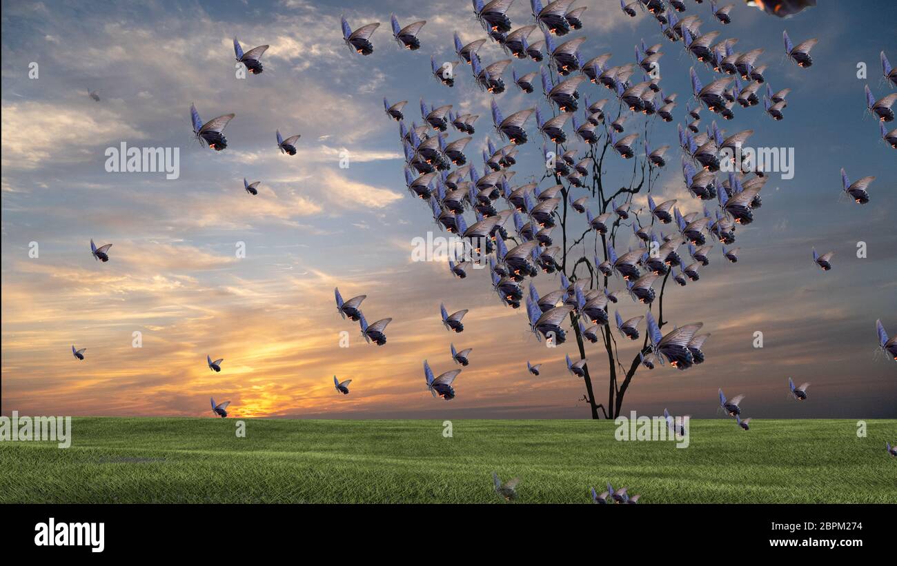 The butterfly heart shaped tree at sunset with nice sky sunset Stock ...