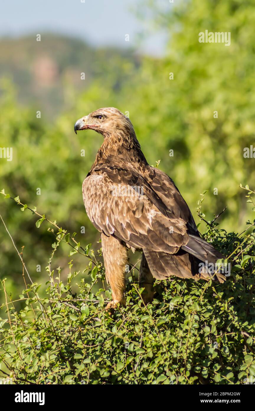 Raven And Eagle High Resolution Stock Photography and Images - Alamy