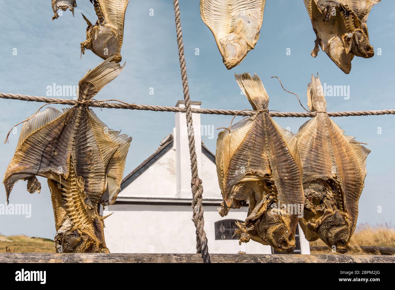 Dried Flatfish, hanging on ropes in front of a white cottage, Liseleje ...