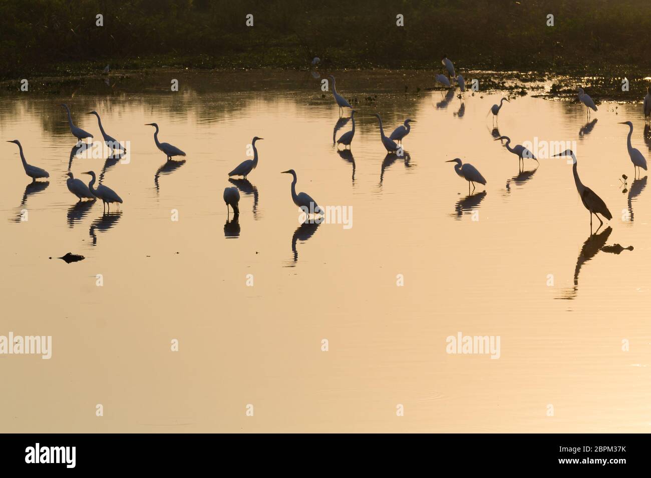 Birds reflected on water from Pantanal, Brazil. Brazilian wildlife ...