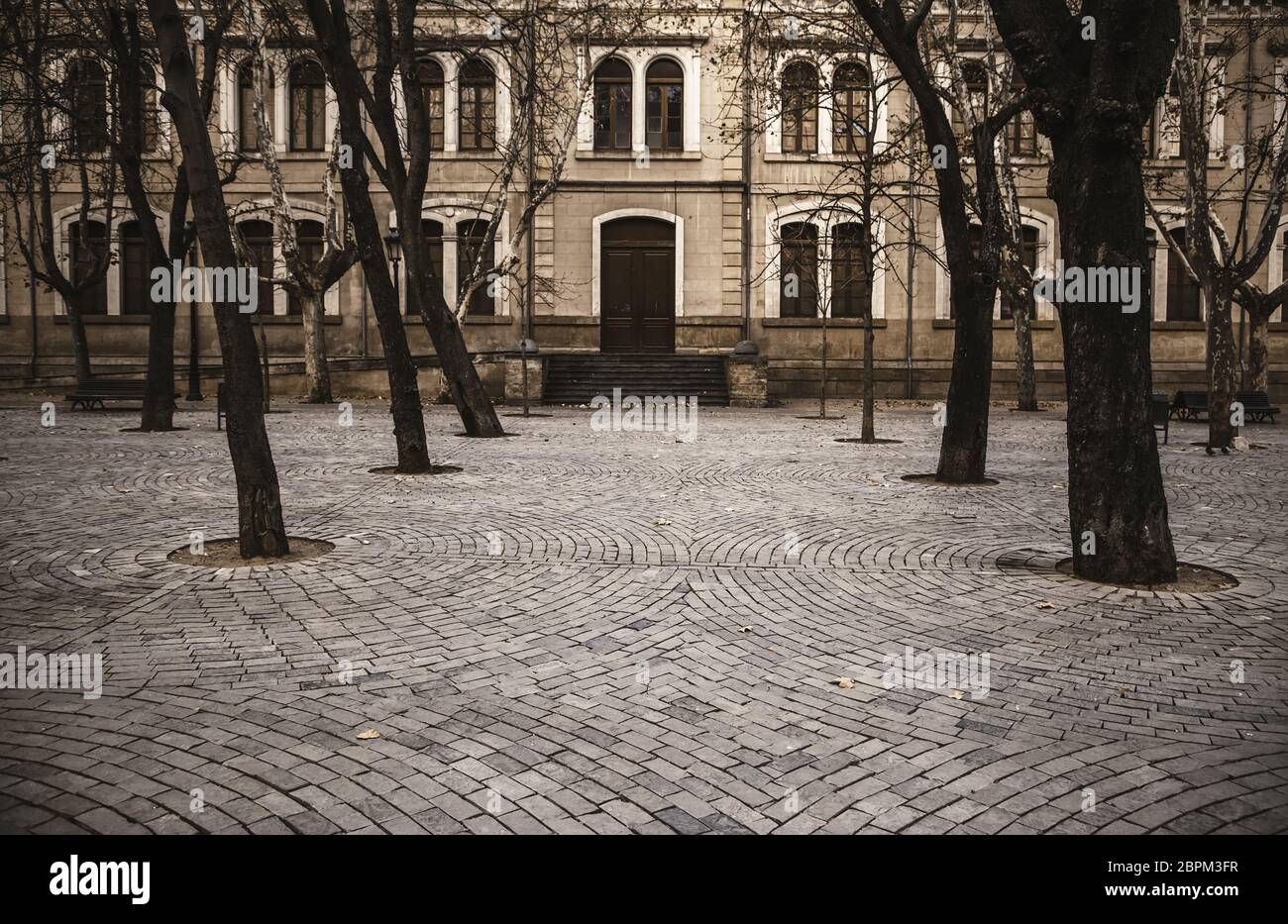 Square with trees, detail of trees in the city Stock Photo - Alamy
