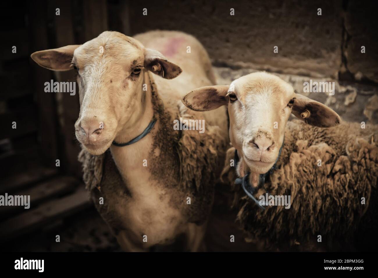 Sheep for milk, farm animals to produce milk, wool mammals Stock Photo ...