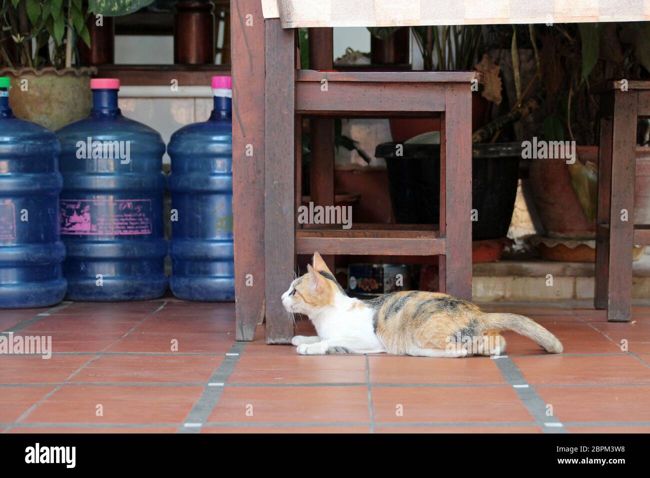 cat in luang prabang (laos Stock Photo - Alamy