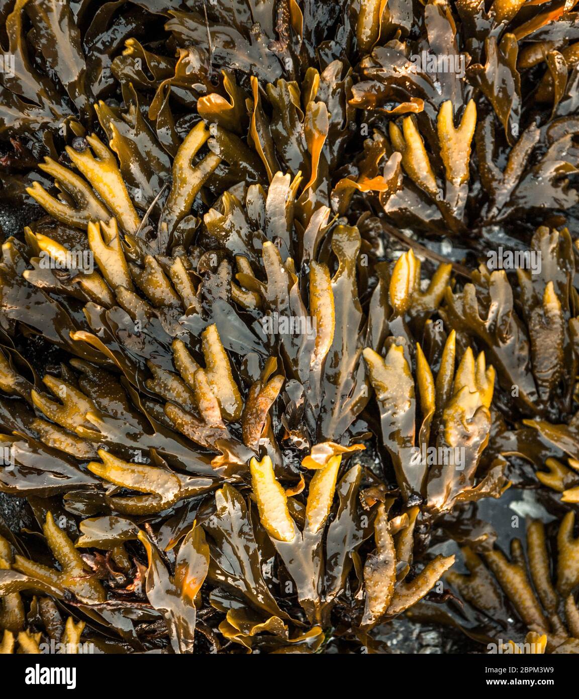 Kelp bed hi-res stock photography and images - Alamy