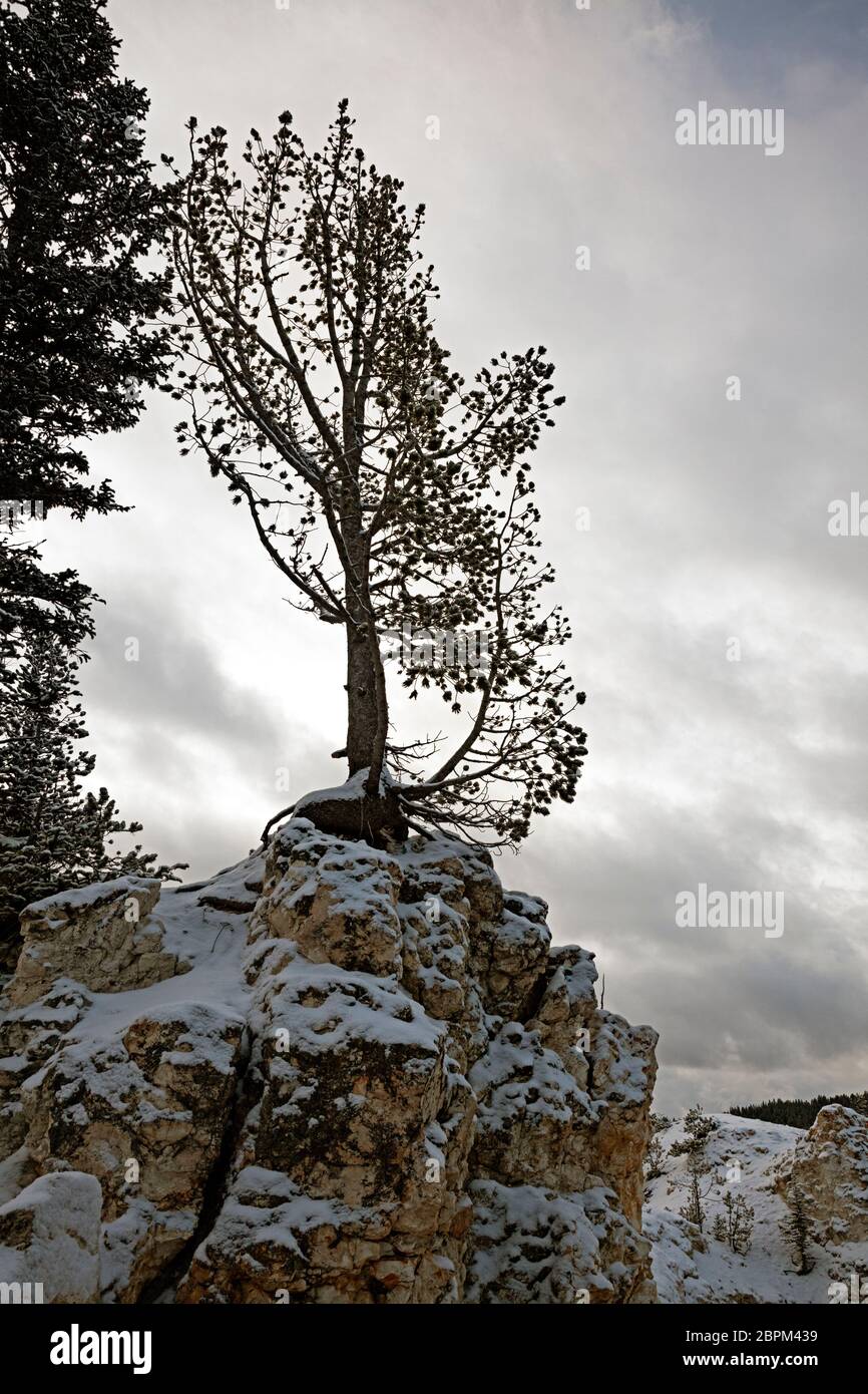 WY04394-00....WYOMING - Tree growing out of a rocky spire along the ...