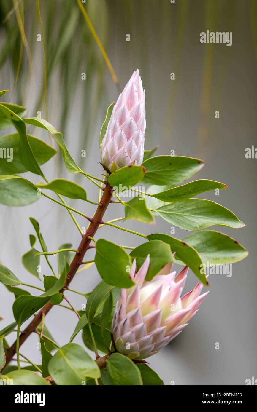 Bud of King protea or protea cynaroides the national flower of South ...