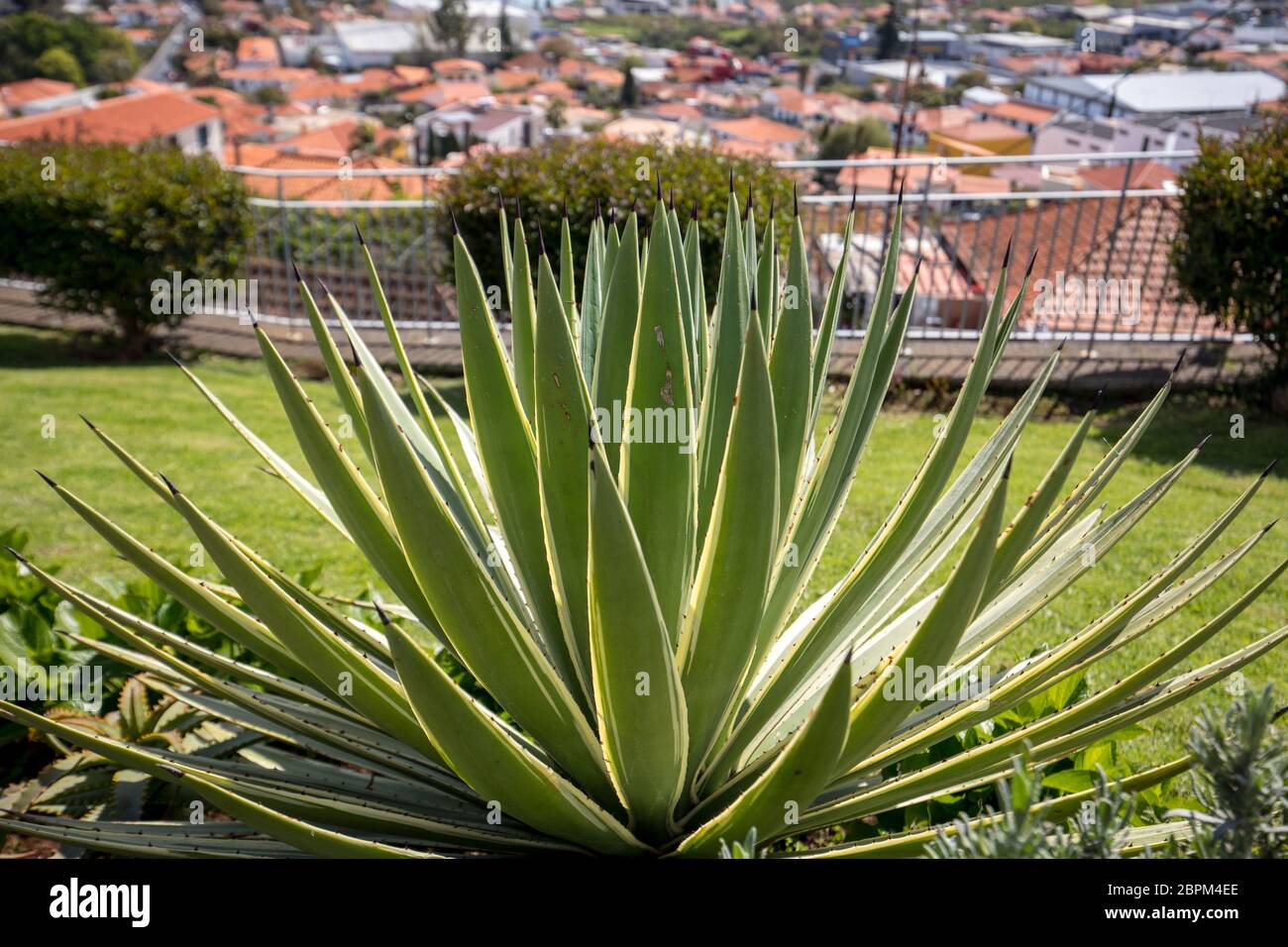 Green big leaves of Agave Succulent Plant Stock Photo - Alamy