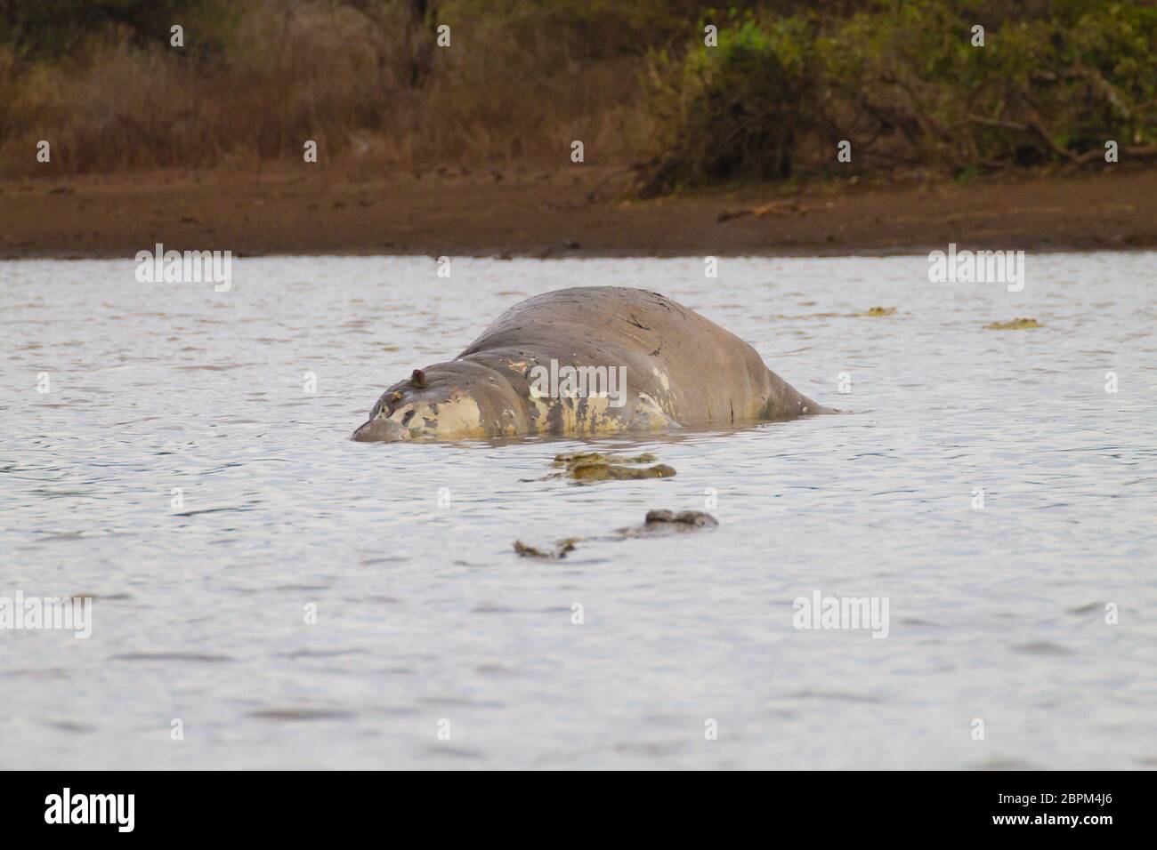 Dead hippo hi-res stock photography and images - Alamy