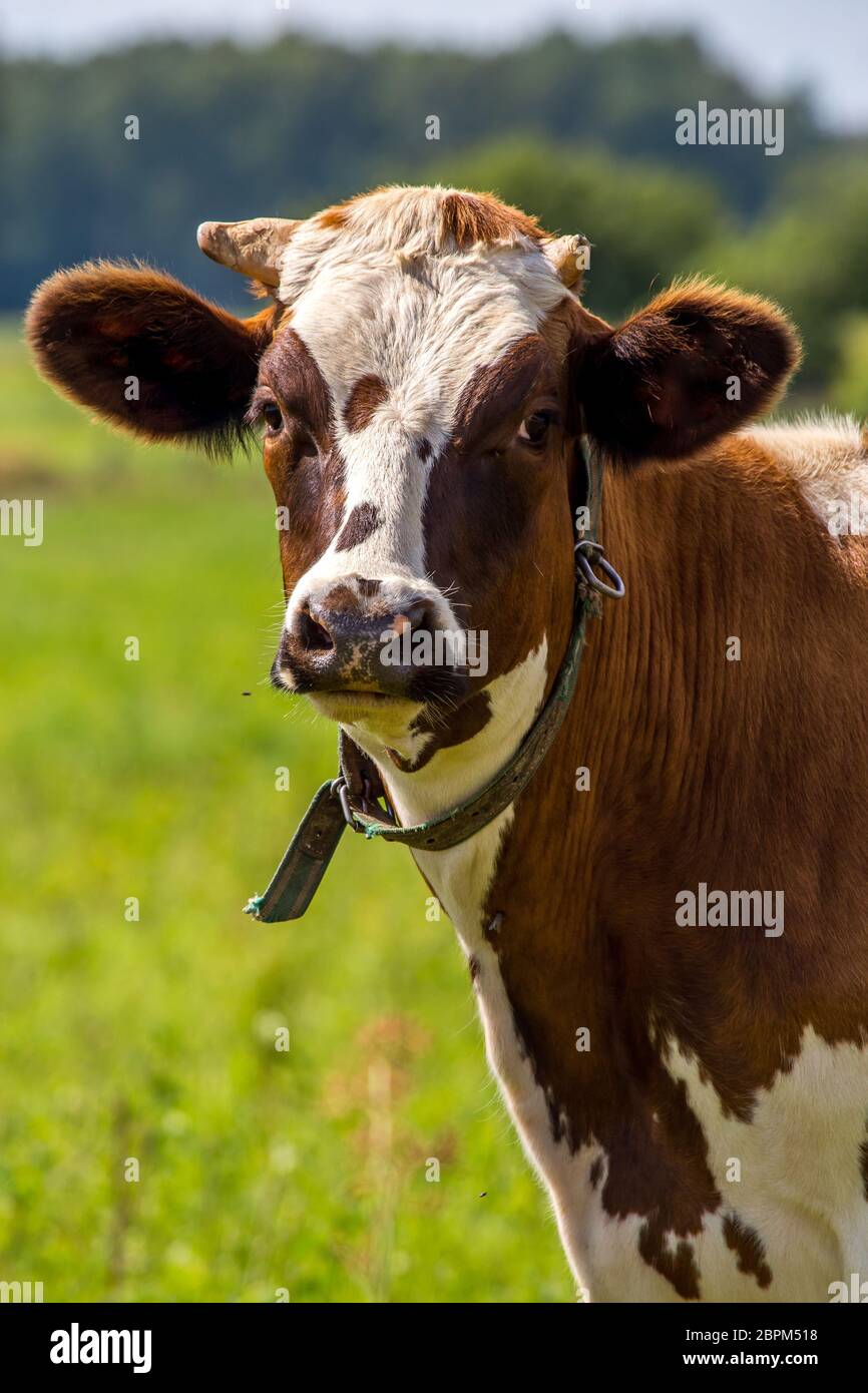 Dairy cow pasture in green meadow in Latvia. Herd of cows grazing in ...