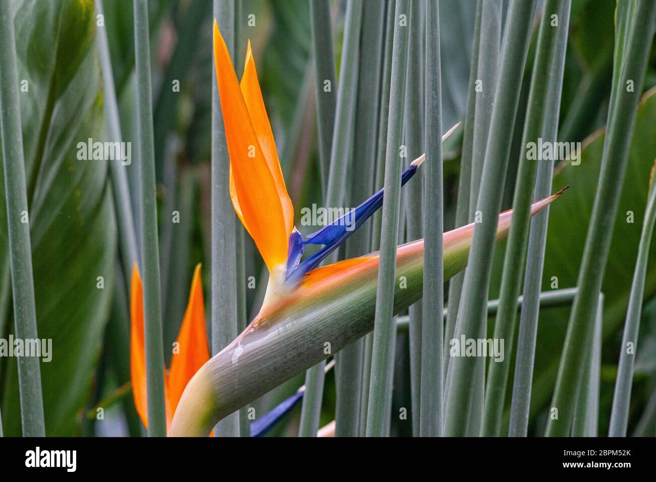 Strelitzia illustration hi-res stock photography and images - Alamy