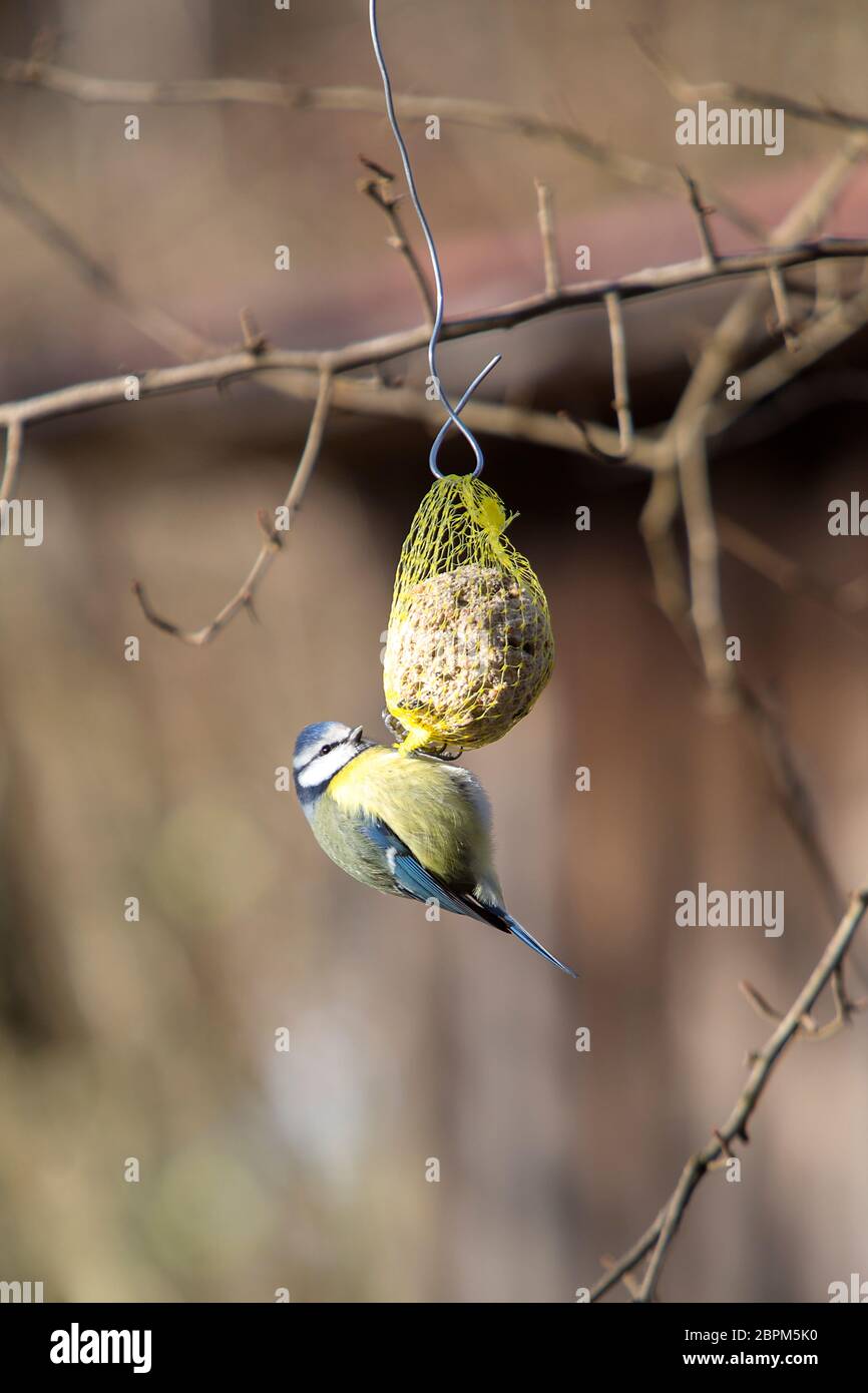 Bluetit bird on a chuck piston in sunlight Stock Photo - Alamy