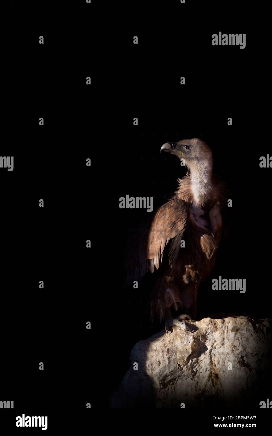 Portrait of a griffon (Gyps fulvus) in front of black background Stock ...