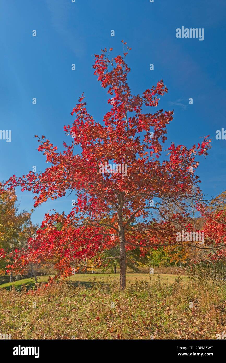 Colorful Red Maple Against a Blue Sky in the Fall in Pisgah National ...