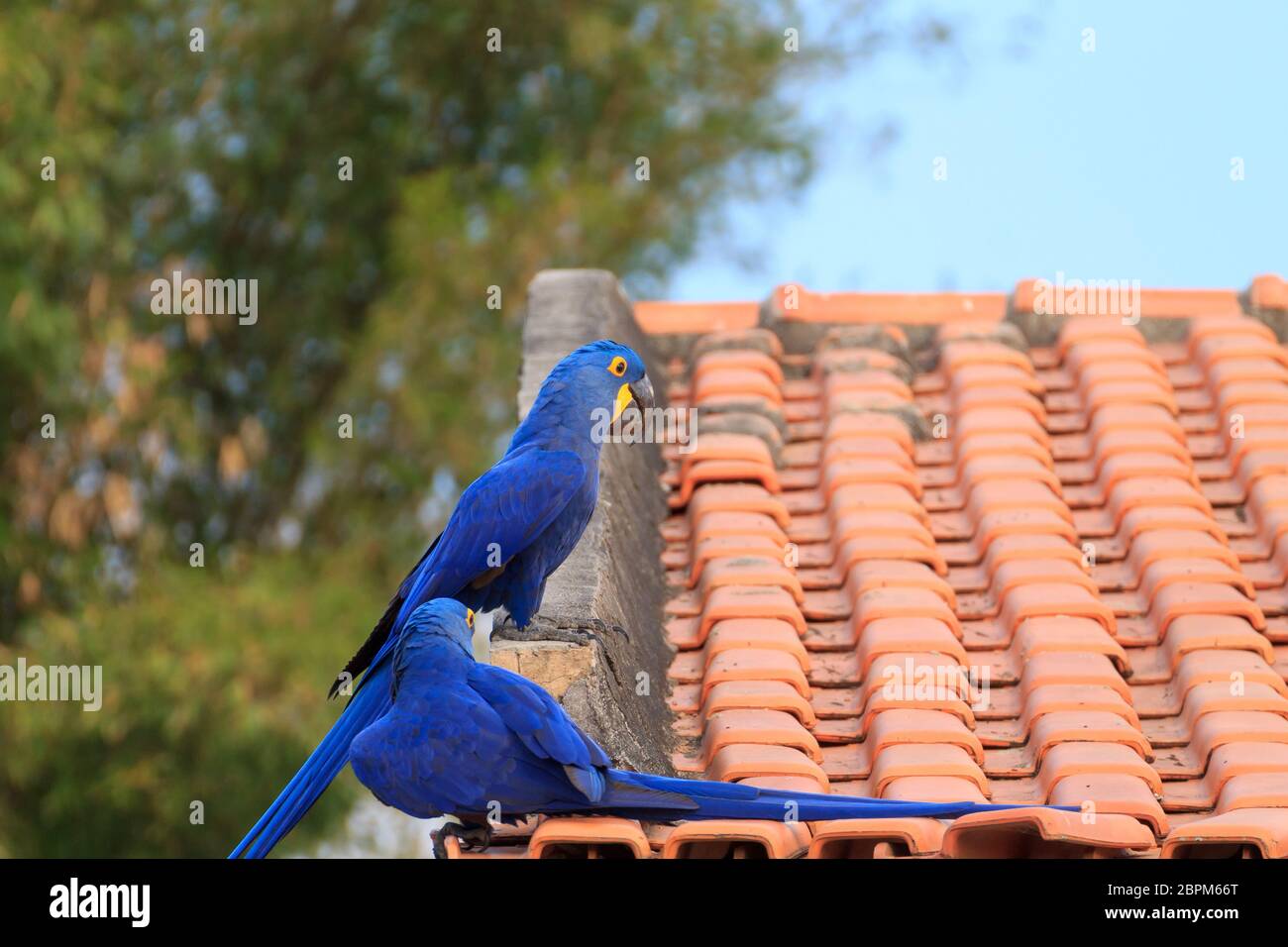 Couple of Hyacinth macaw from Pantanal, Brazil. Brazilian wildlife ...