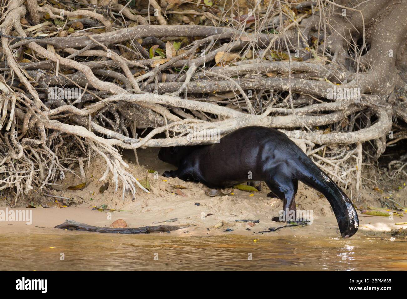 Giant otter on water from Pantanal wetland area, Brazil. Brazilian ...