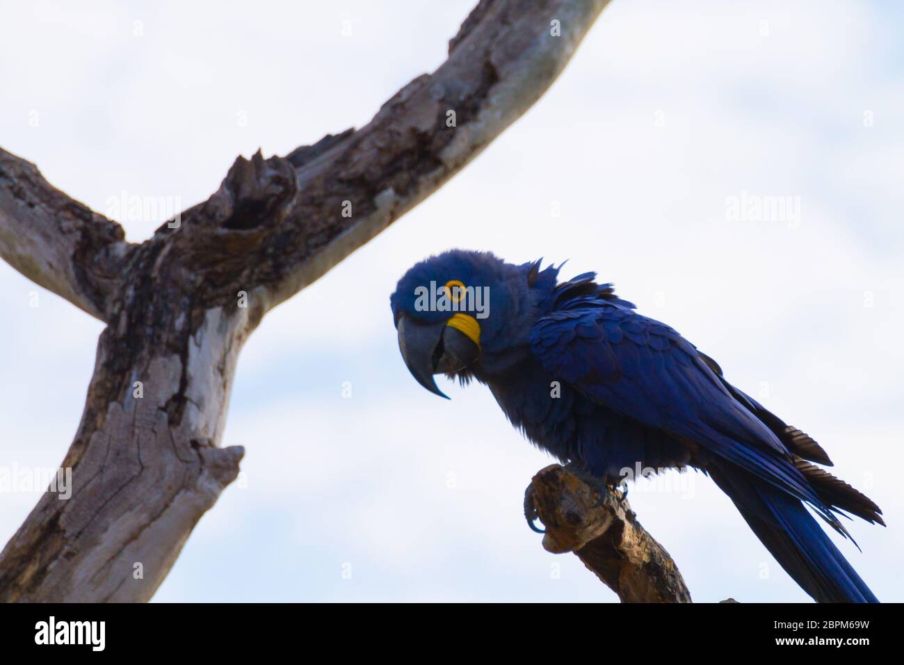 Couple of Hyacinth macaw from Pantanal, Brazil. Brazilian wildlife ...
