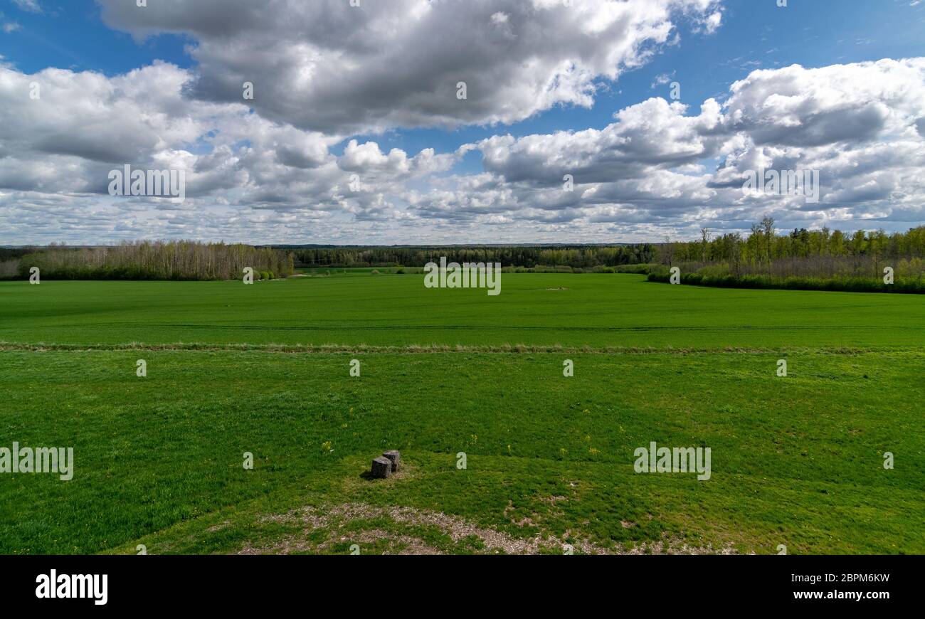 extensive spring landscape with bright green grass and beautiful white ...
